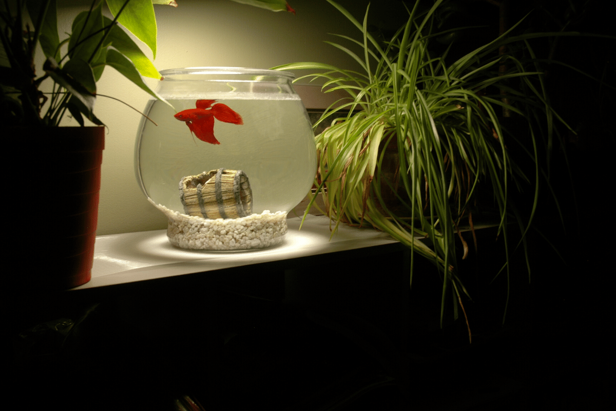 Save money with a pet fish instead of a dog - Frugalmatic